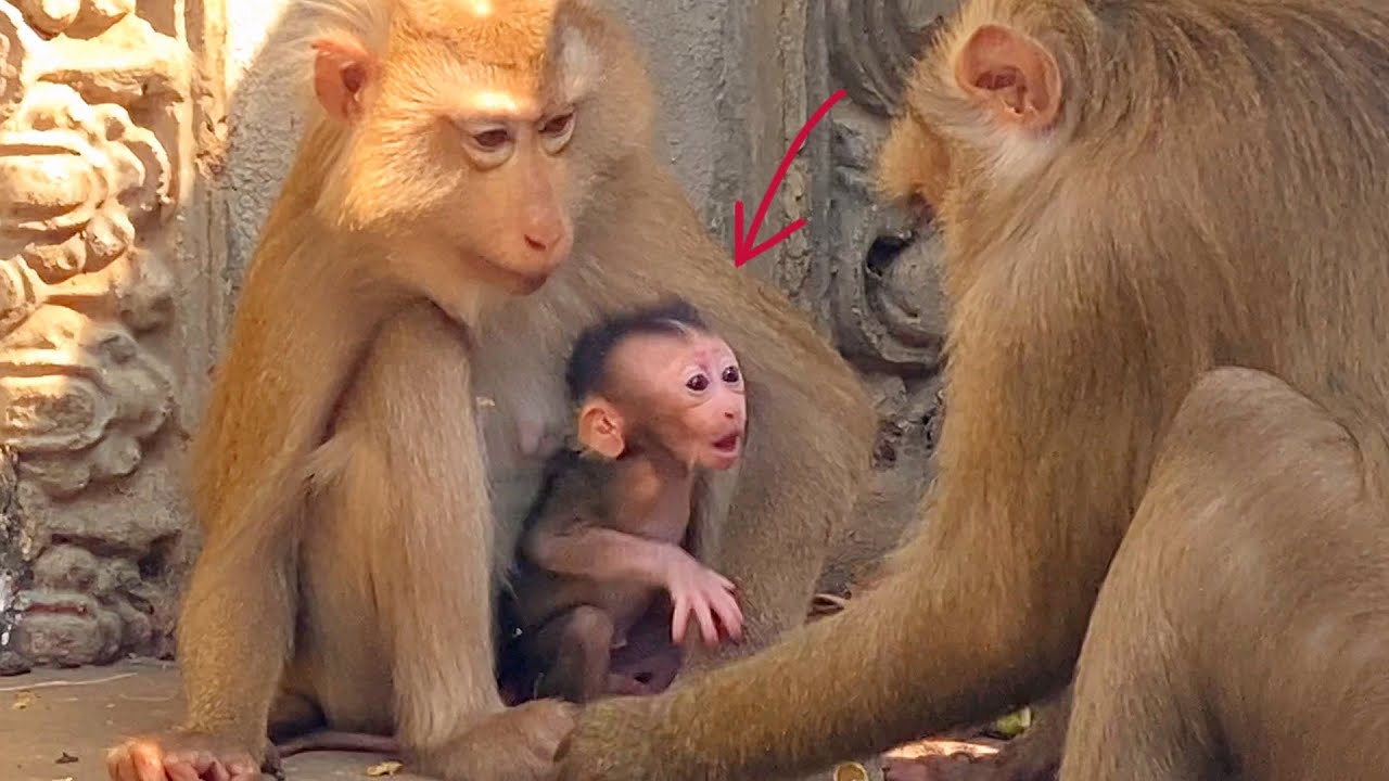 Most adored baby NEO over 10 day can not walking but want to join with ...