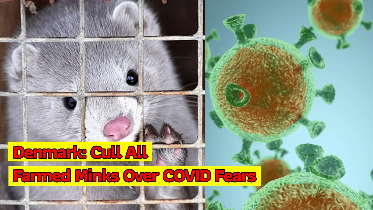 Denmark Wants to Cull All Farmed Minks Over COVID Fears - YouTube