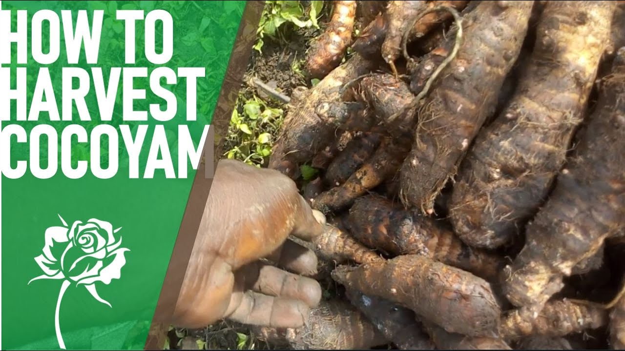 Cocoyam Harvest + How to Cook Kontomire Stew (Full Recipe) - YouTube