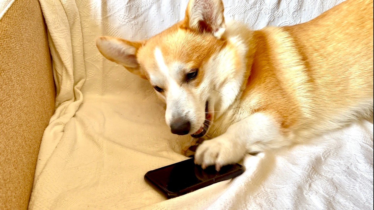 Corgi Answers Phone - YouTube