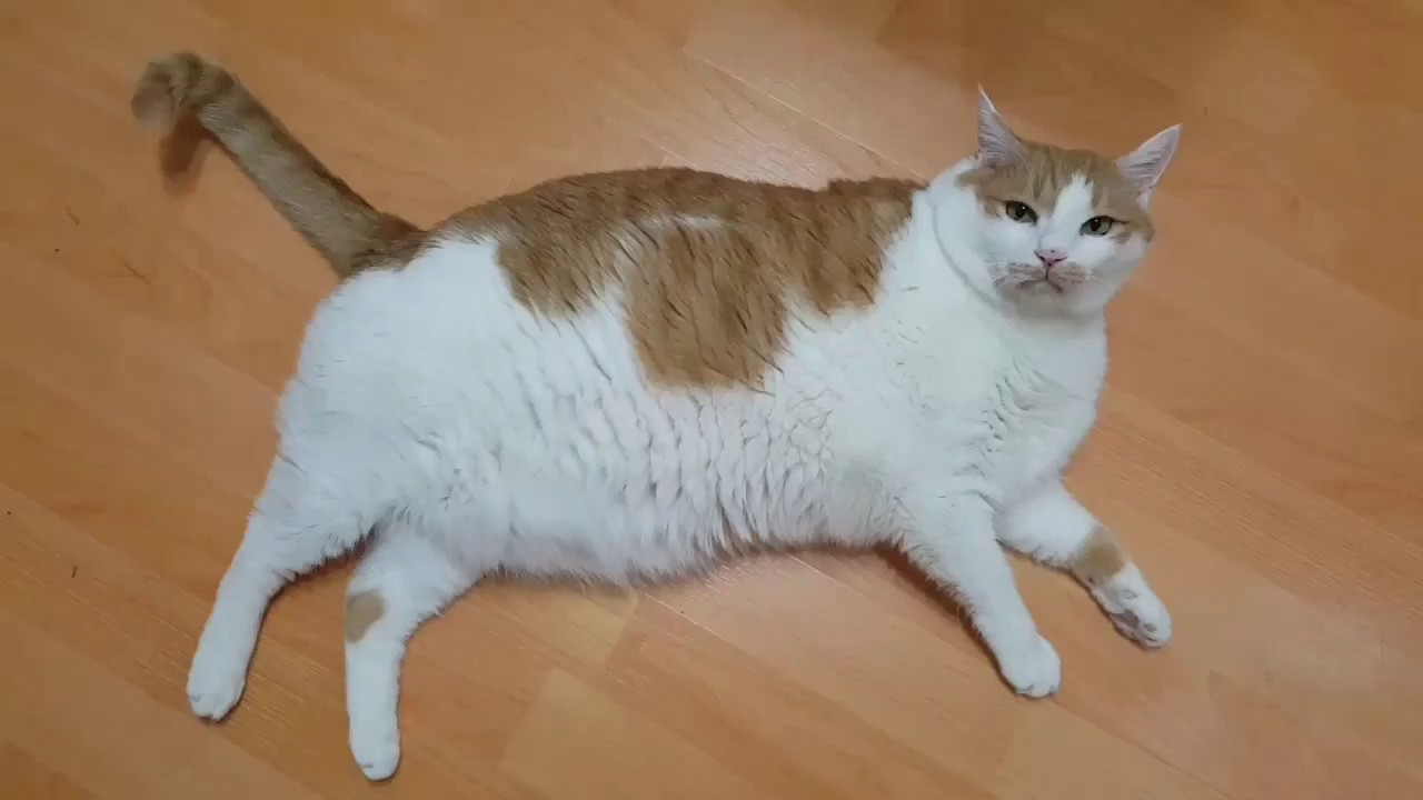 Funny fat cat rolling - 뒹굴뒹굴 하는 쩍벌냥 뽕주댕이 고양이 - ころがる猫 - YouTube