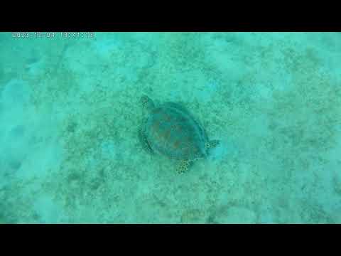 Sea turtle in Saint Thomas - YouTube