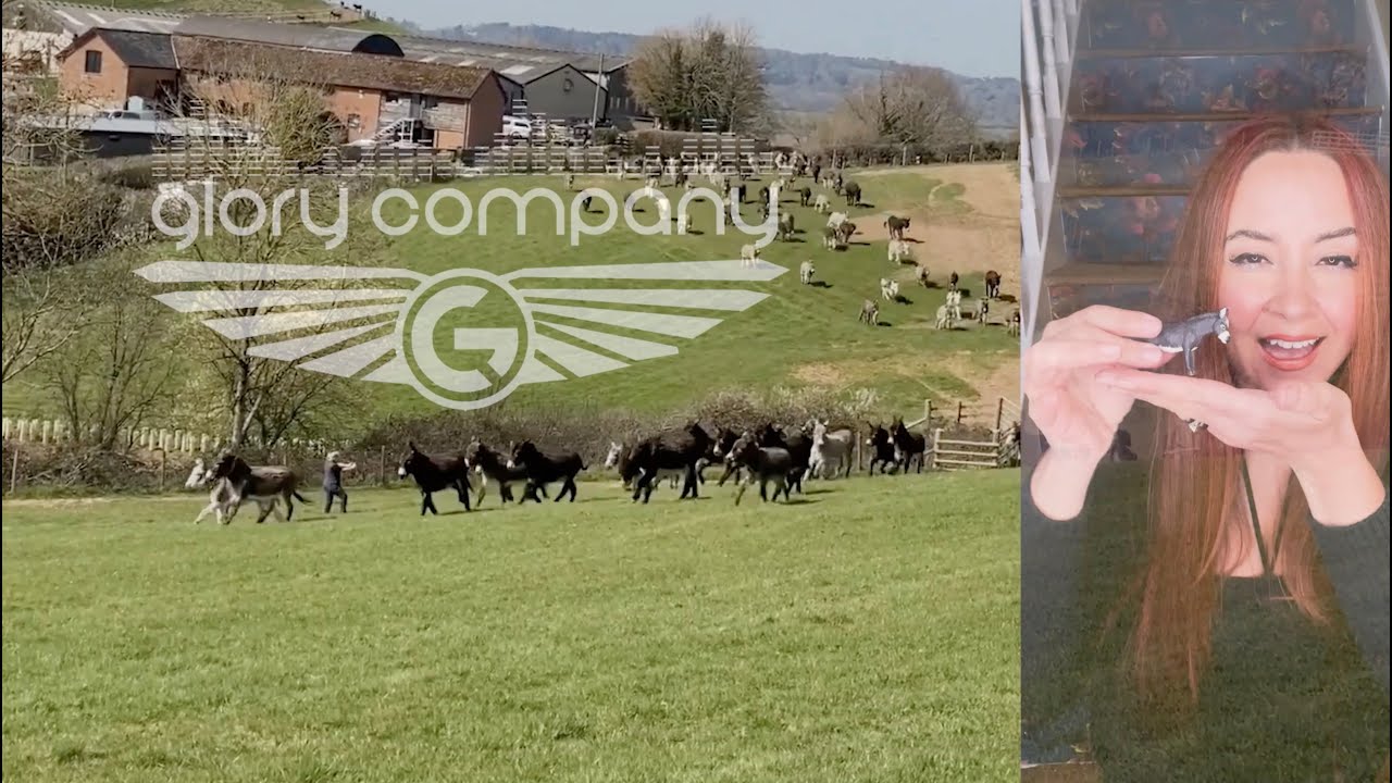 Dinky Donkey Official Video Final - YouTube