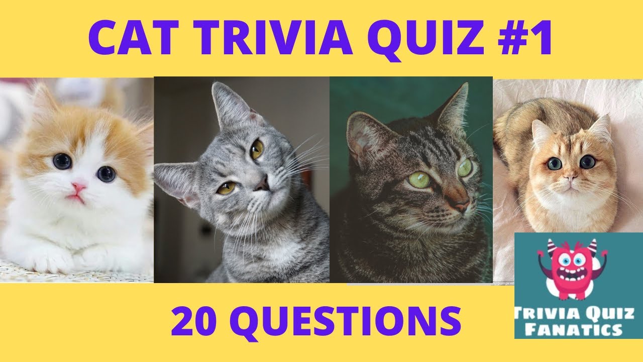 Feline Fun: 20 - Question Cat Trivia Quiz with Breeds, Famous Cats, and ...