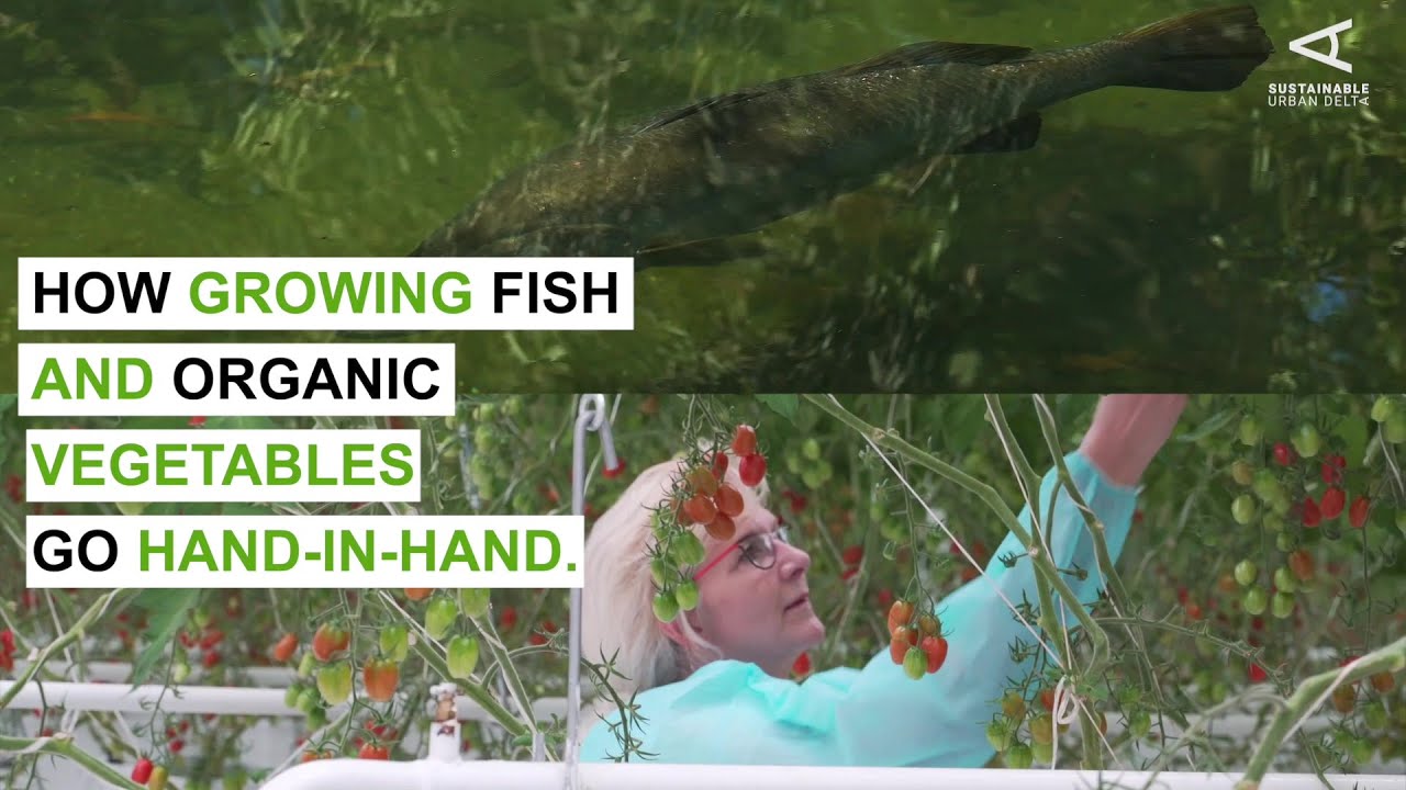 How growing fish and organic vegetables go hand in hand. - YouTube
