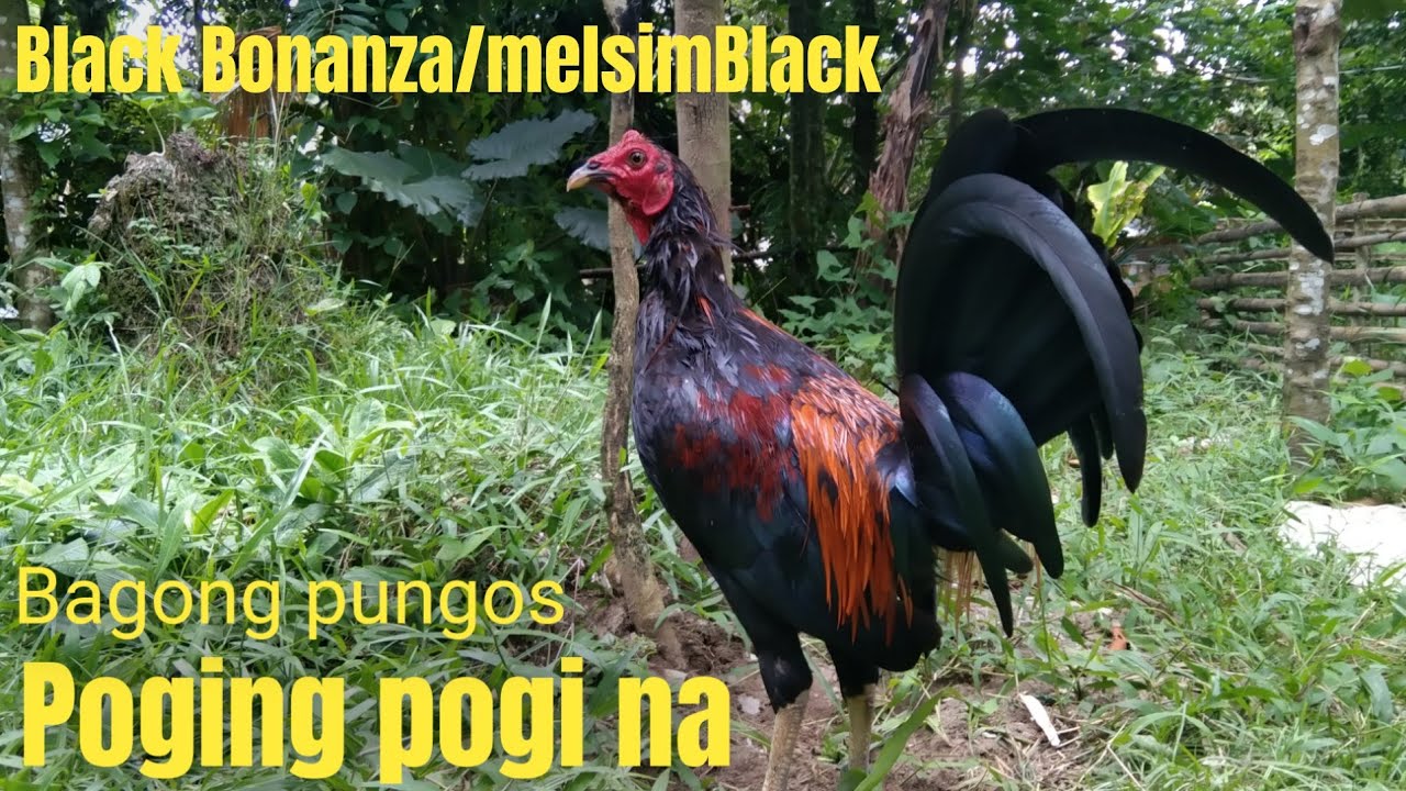 Black Bonanza/Melsim black | Bagong pongos | Backyard | Breeder - YouTube
