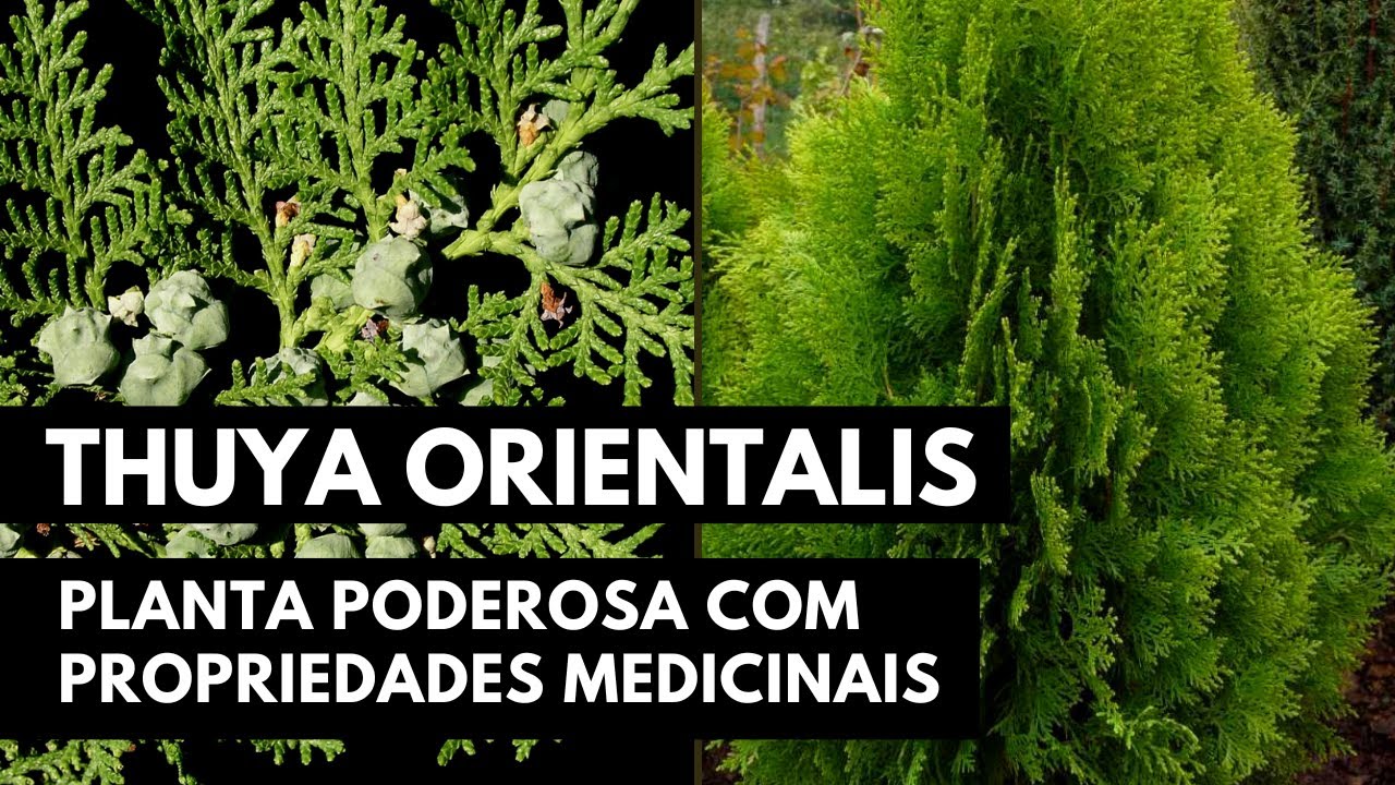 THUYA: A PLANTA QUE AJUDA EM VÁRIAS COISAS! - YouTube