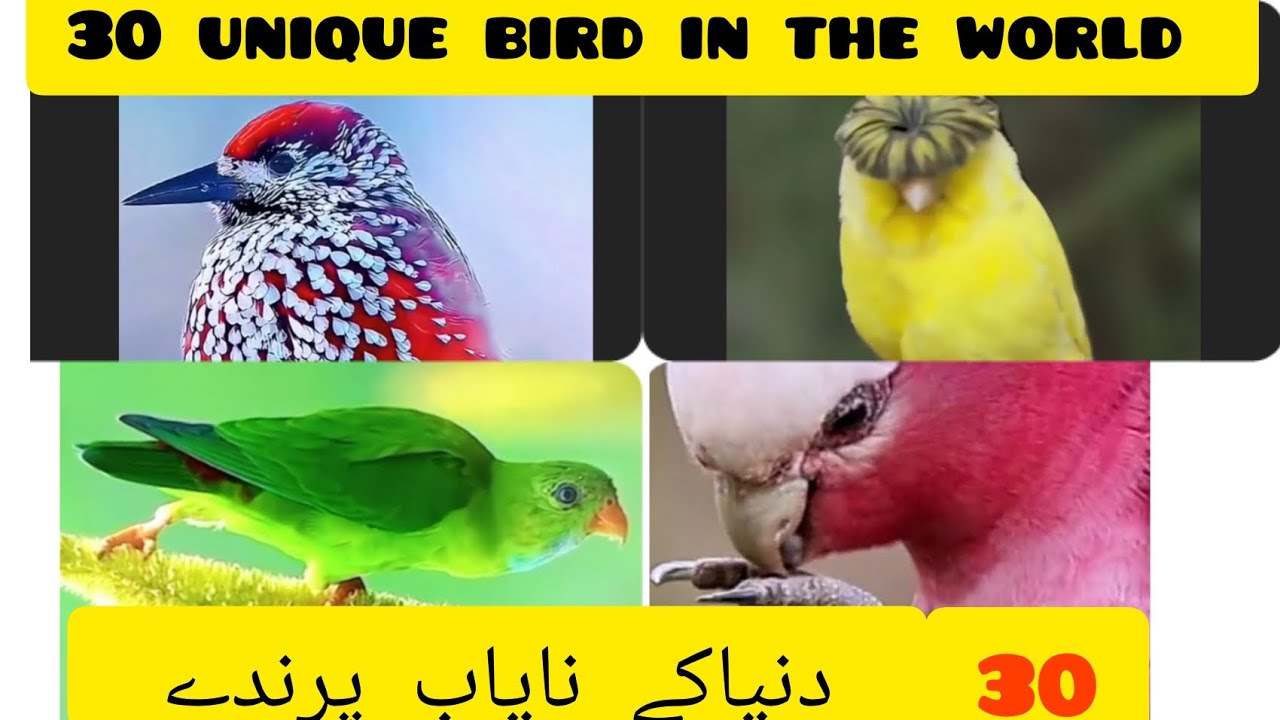 30 unique bird in the world || Most Beautiful Birds In The World ...