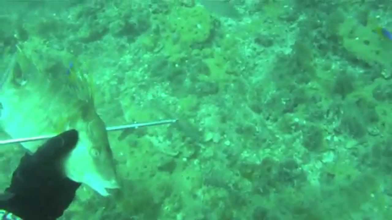 Nio Encendio Blackthorn Sheridan Spearfishing Dive - YouTube