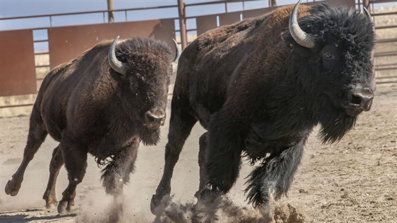 Riders do annual roundup of Utah bison herd-NewsUpdate101 - YouTube