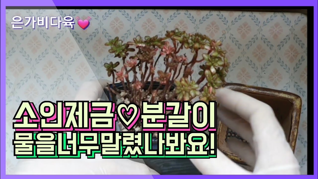 고사직전의 소인제금💥여름에 너무힘들어💥줄기가 너무말라서💥분갈이 했어요소인제금분갈이소인제금 Youtube