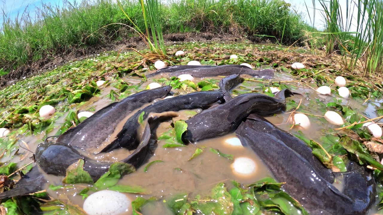 Top amazing! fishing skills catch fish and pick duck eggs ln the rice ...