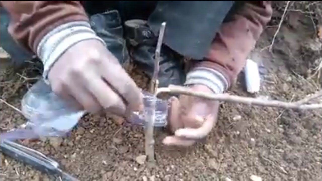 How to produce new plants from a parent plant |Rootstock Propagation By ...