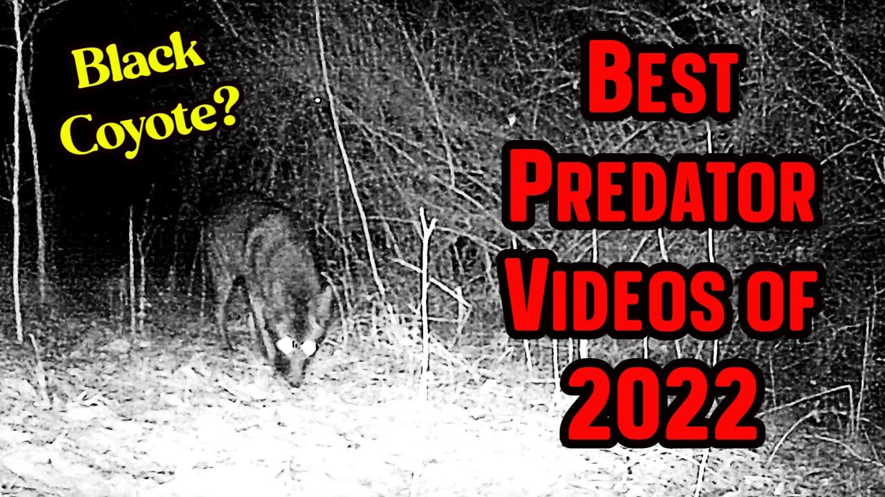 Best Predator Videos of 2022 | Trail Camera Videos - YouTube