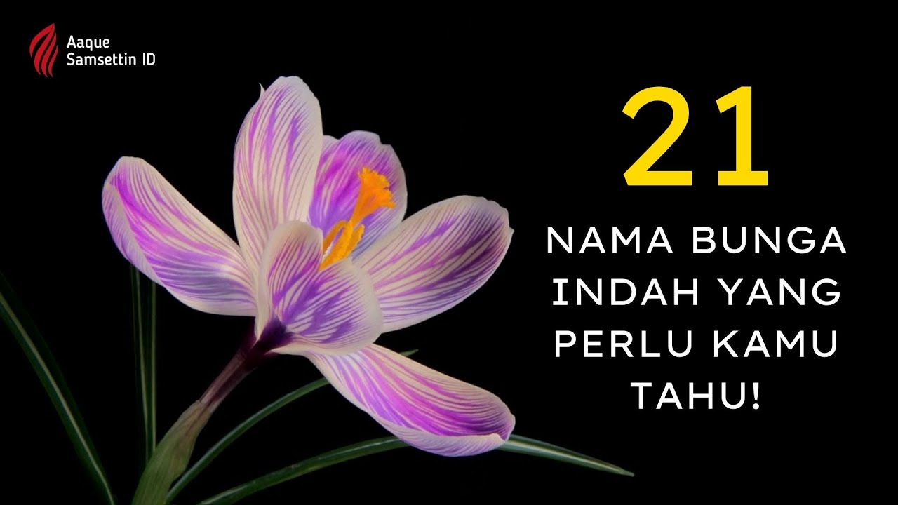 21 Nama Bunga Indah yang Perlu Kamu Tahu! - YouTube