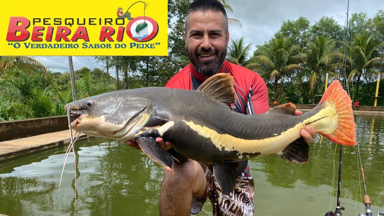 Pirarara ... A Rainha do Pesqueiro Beira Rio - YouTube