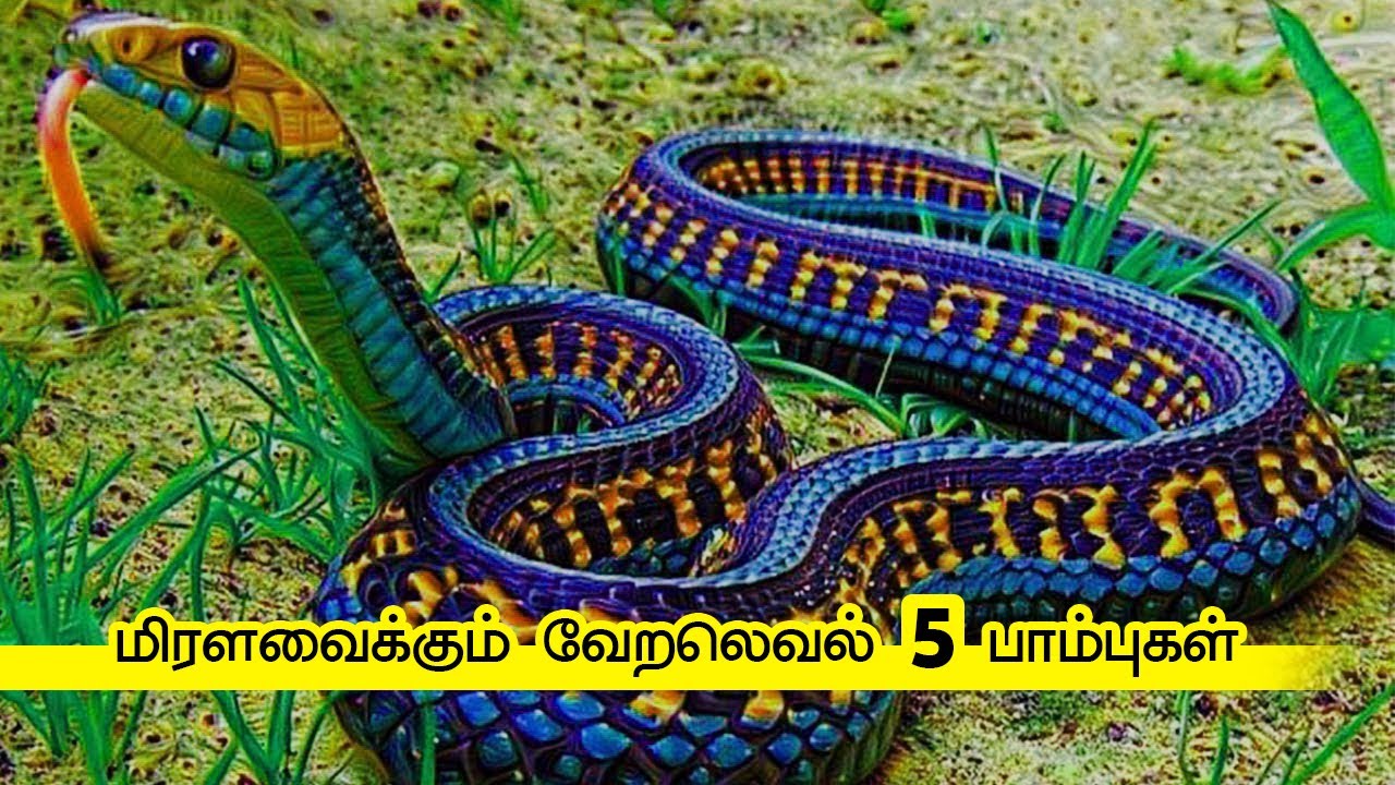 உங்களை மிரளவைக்கும் 5 வேறலெவல் பாம்புகள் * 5 Different types of snakes ...