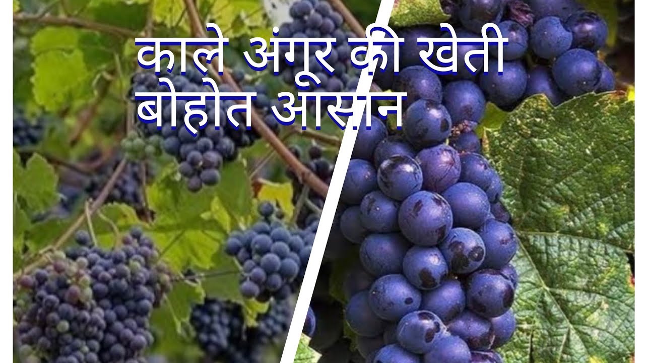 black(Kale) angur ki kheti ab gamle mein/काले अंगूर की खेती अब गमले में ...