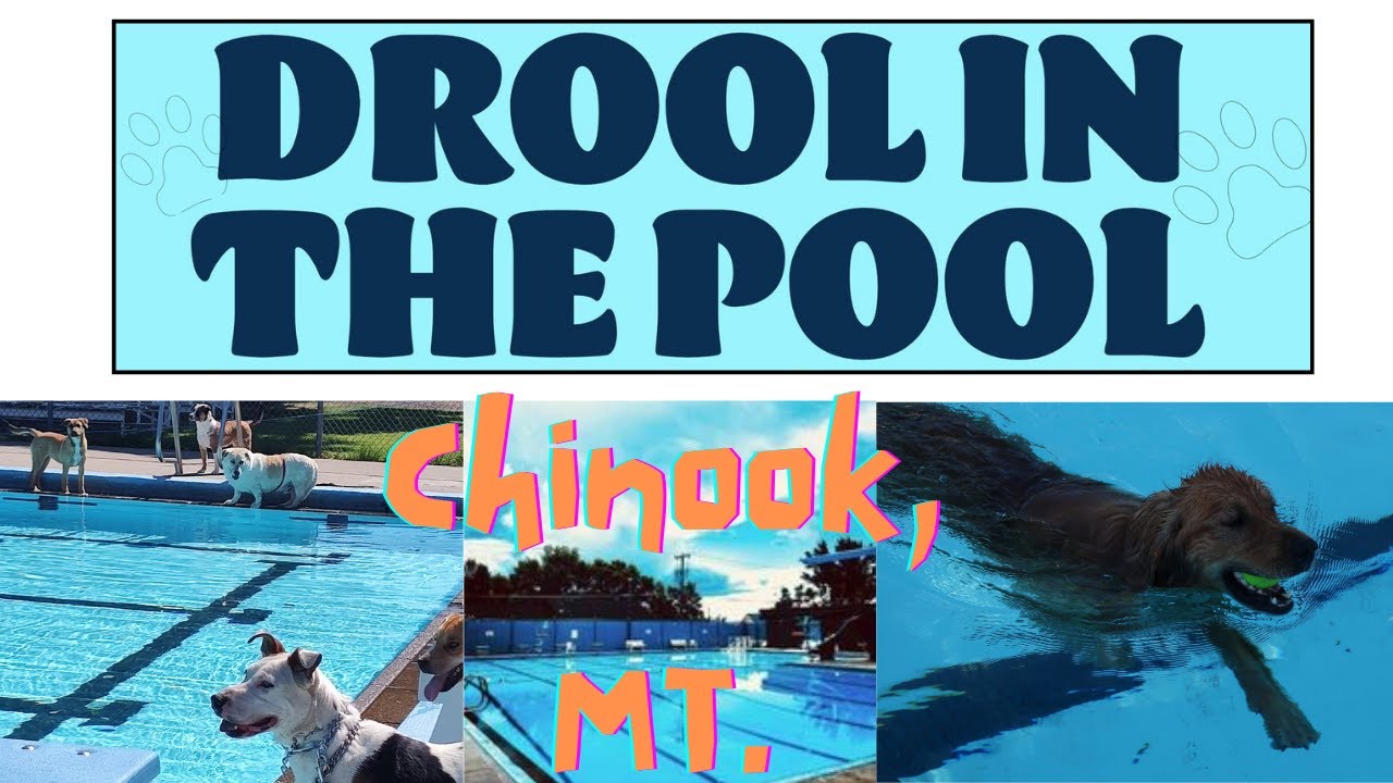 Drool in the Pool ~ Fun-Loving Pups Swim in the Chinook, MT. Pool ...