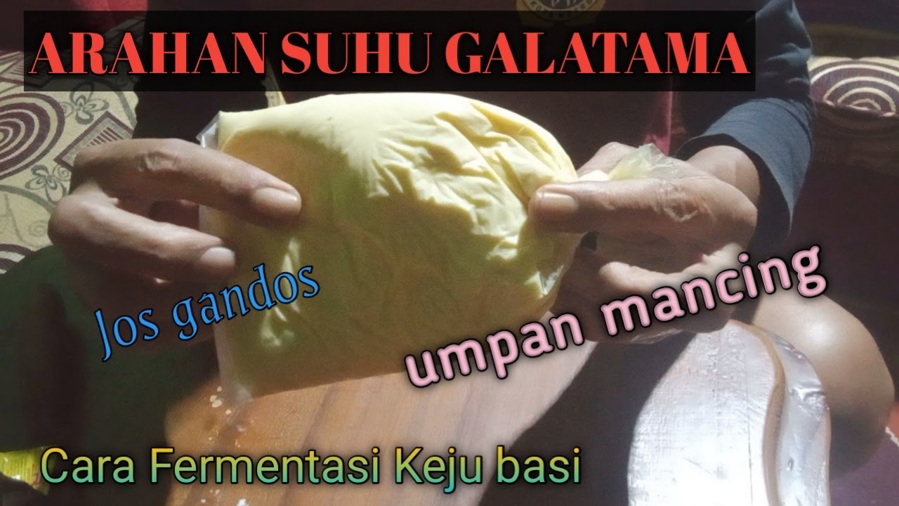 🇮🇩 FERMENTASI ‼️UMPAN JITU MANCING GT.LELE ‼️MEDIA KEJU BASI‼️ - YouTube