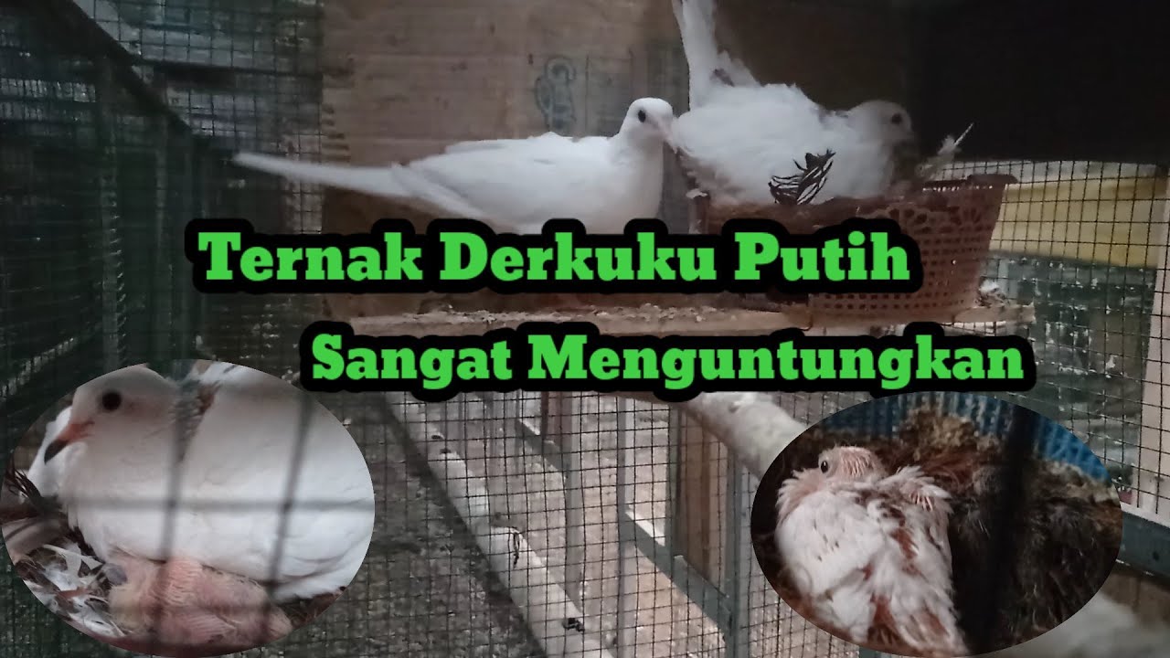 #37#Ternak Derkuku Putih Sangat Menguntungkan - YouTube