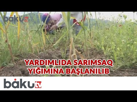 Yardımlıda sarımsaq yığımına başlanılıb
