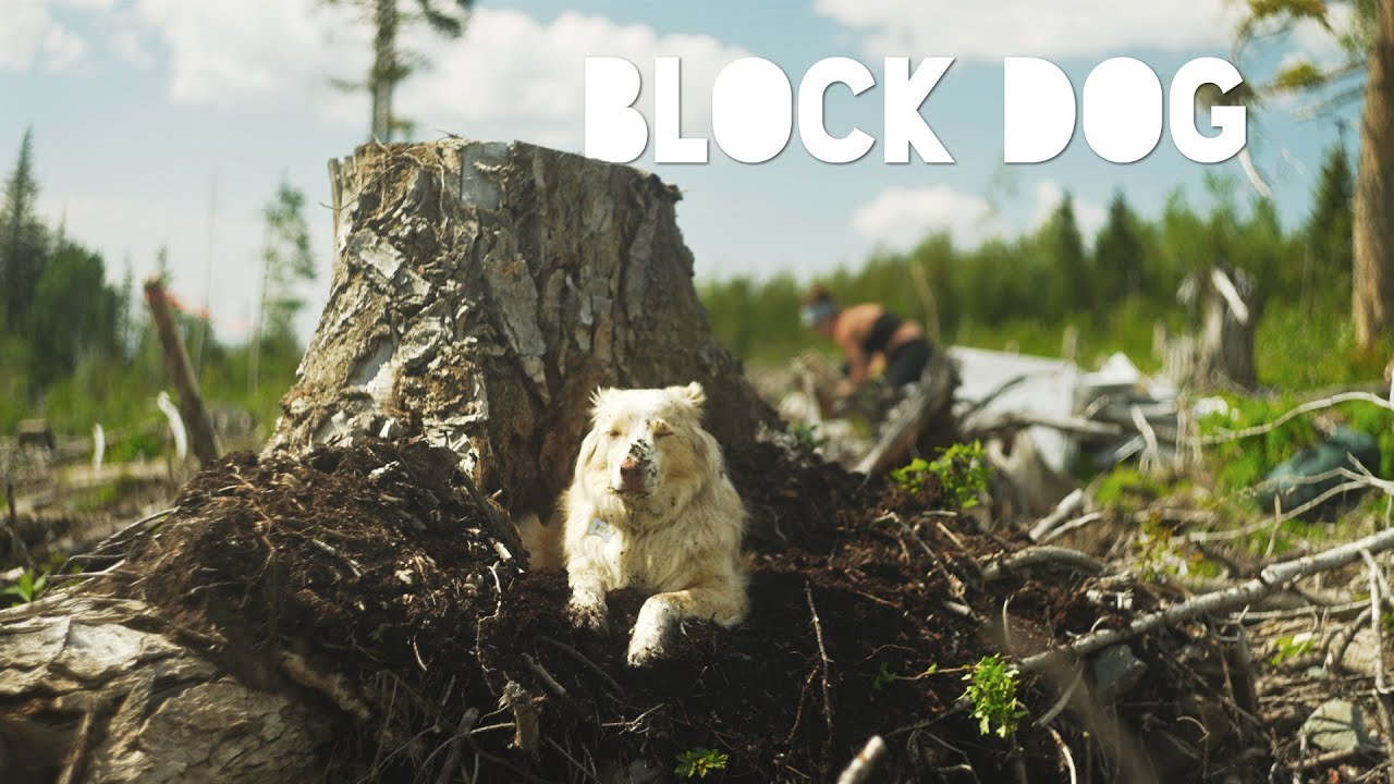 Block Dog | Official Trailer - CBC, Here Boy Films 🐕 🌲 - YouTube