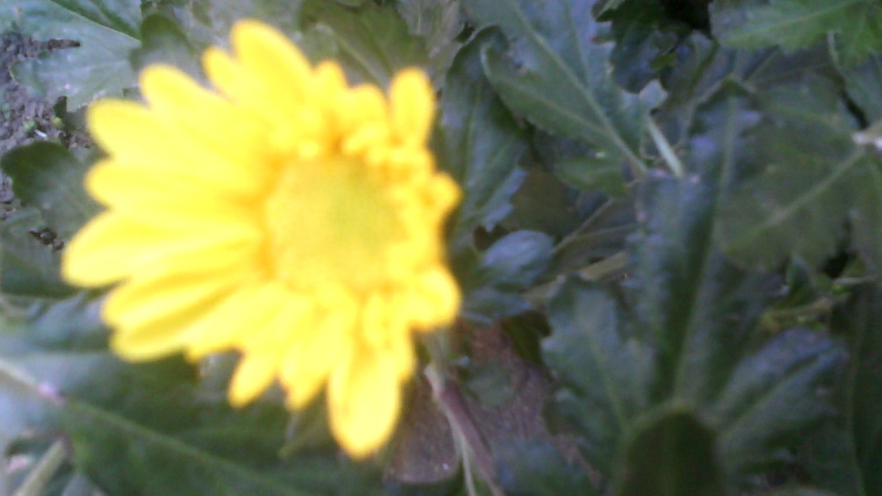 FLOR SAUDADE MUITO LINDA E CHEIROSA - YouTube