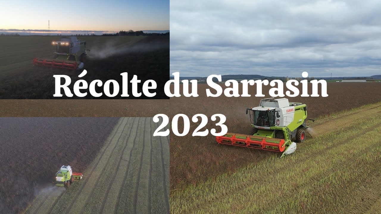 Récolte de Sarrasin 2023 - YouTube