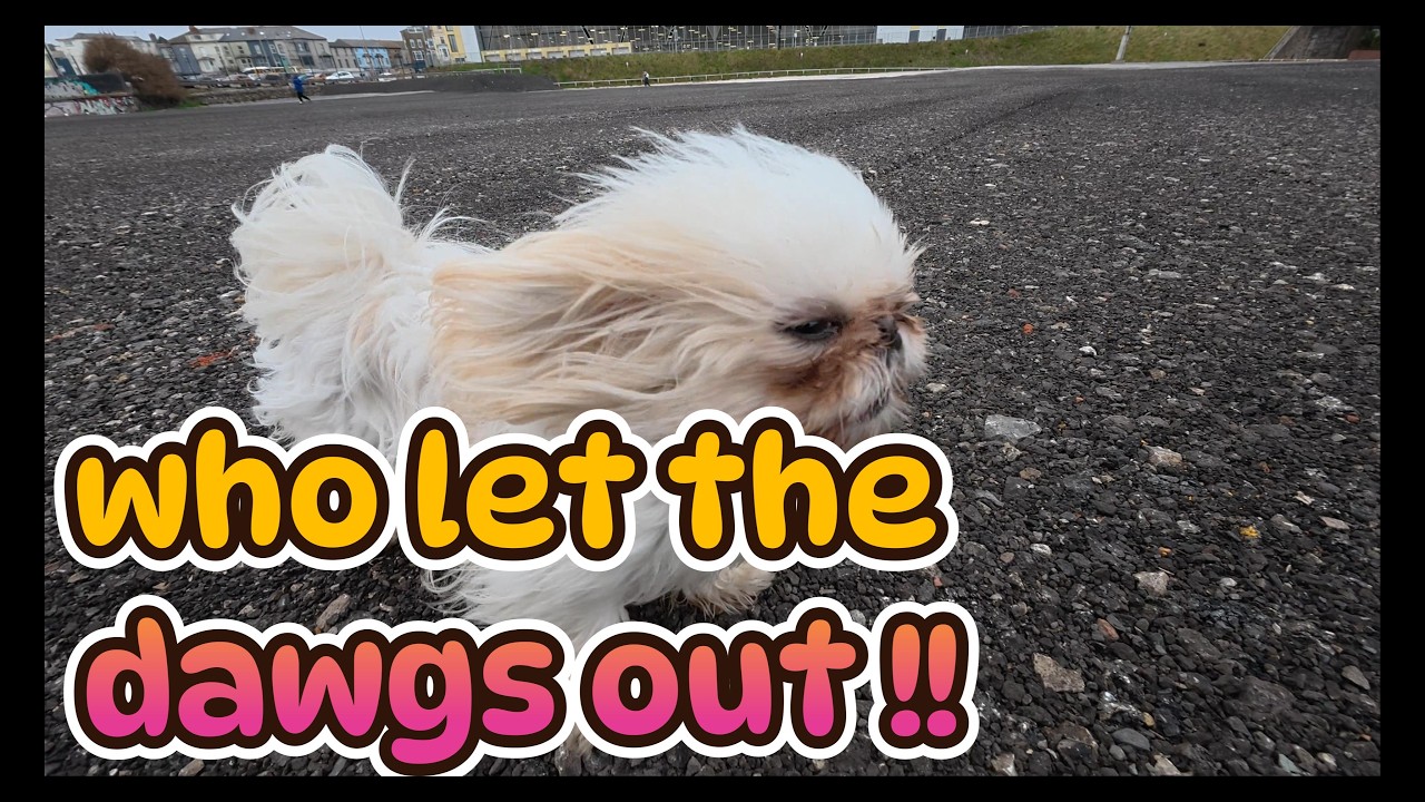 who let the dawgs out !!! - YouTube