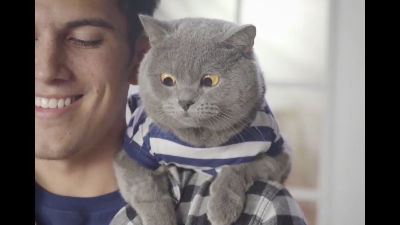 Aarons Animals Ultimate Vine Compilation || FunnyVines - YouTube