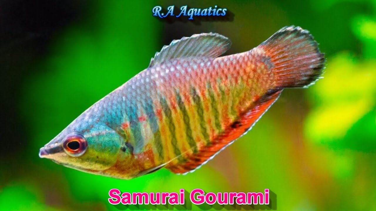 Top 19 Different Types of Gourami Fish | 19 Types of Gourami Fish - YouTube