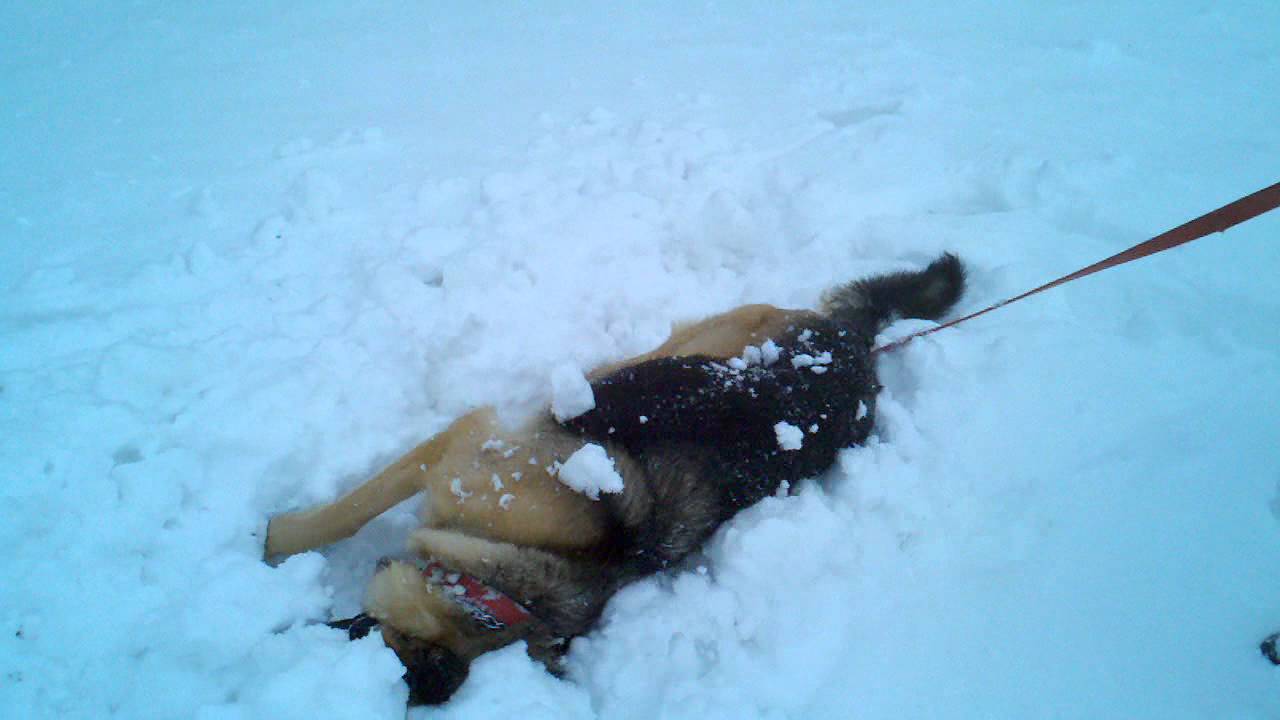 Hank the German Shepherd in the Snow - YouTube