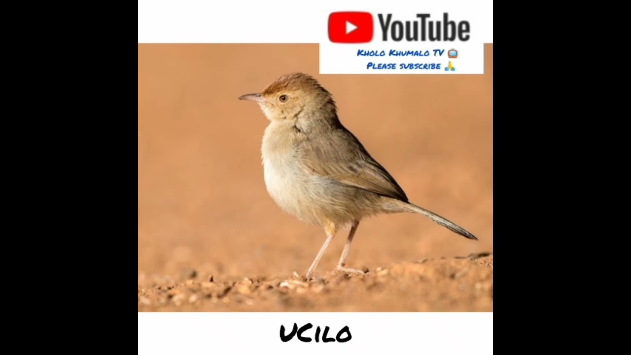 UCilo. By Kholo Khumalo TV 📺 - YouTube