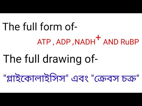 The full form of ATP , ADP, NADP, RuBP and গ্লাইকোলাইসিস এবং ক্রেবস ...