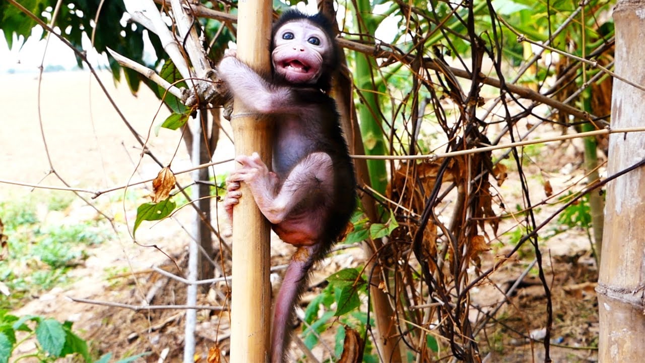 Million pity ! Baby Momo tries to climb a bamboo tree - but she cries ...