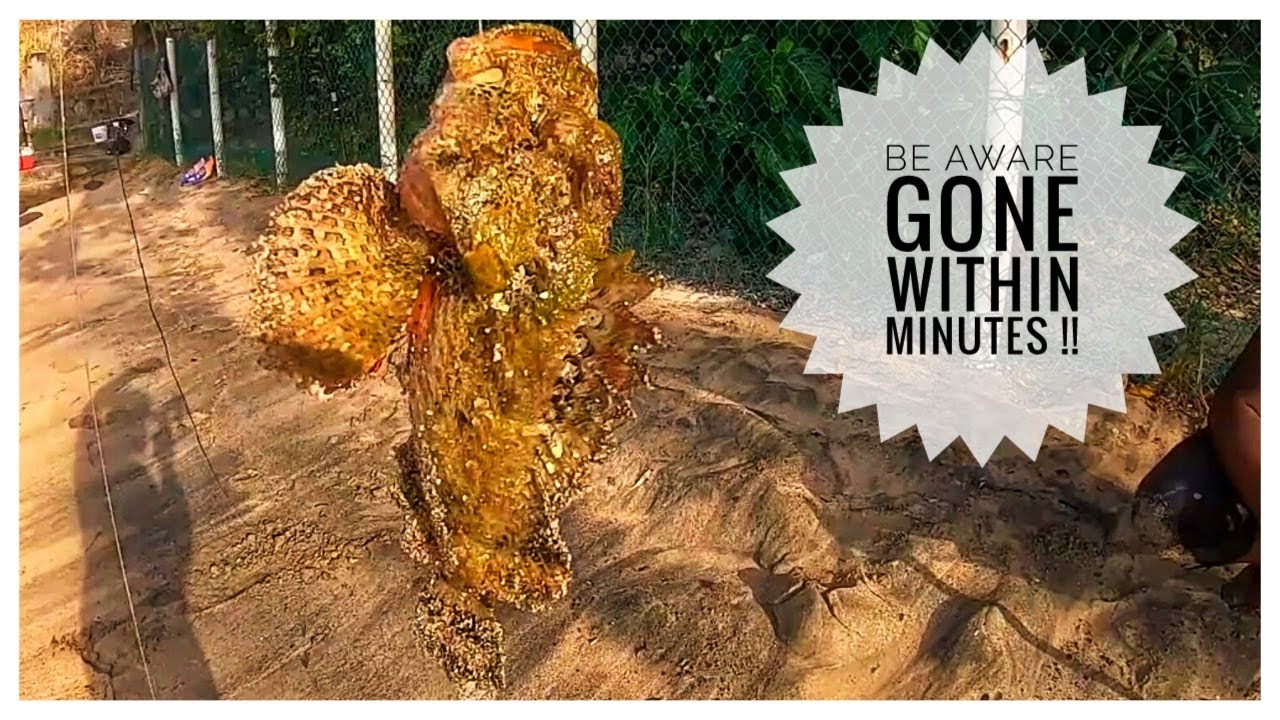 (WORLD'S MOST VENOMOUS STONE FISH) EXCRUCIATING PAIN, TISSUE DEATH OR ...