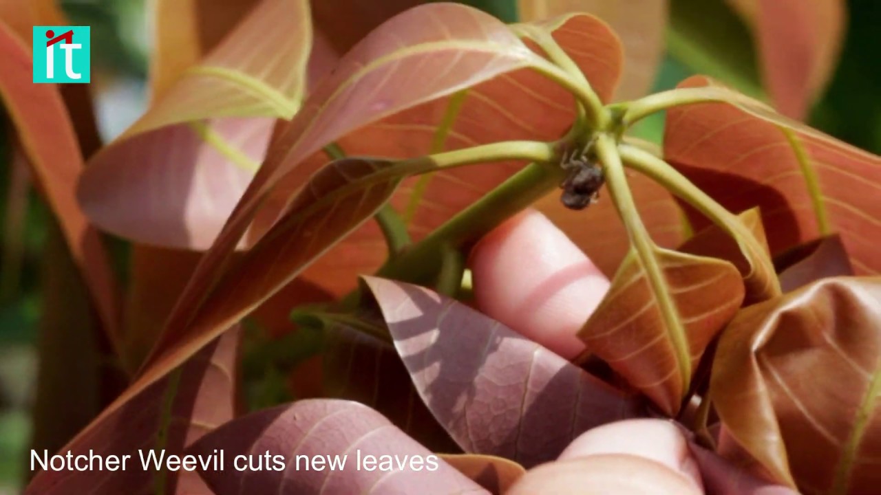 Mango Leafhopper/Beetle/Notcher Weevil/Fruit Fly - YouTube