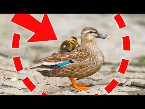 Yavru ördeğinin ele geçirdiği anne [Sevimli vahşi hayvanlar]