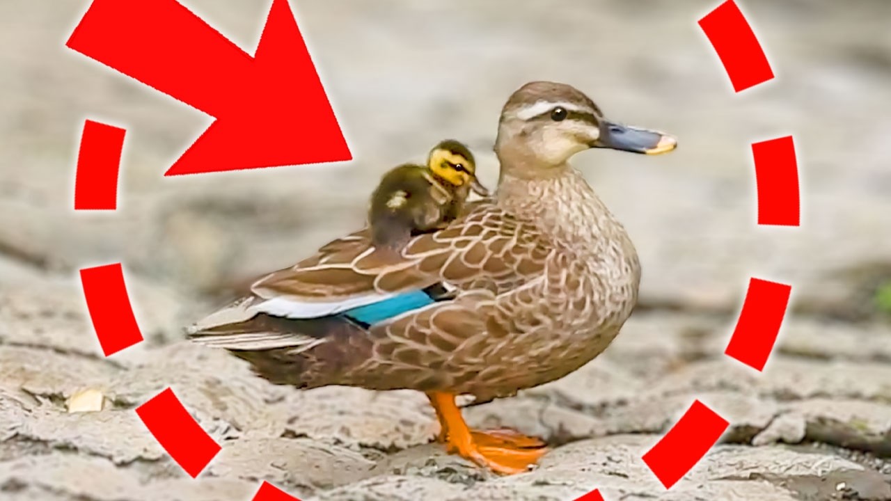 Mother possessed by her baby duck [Cute wild animals] - YouTube