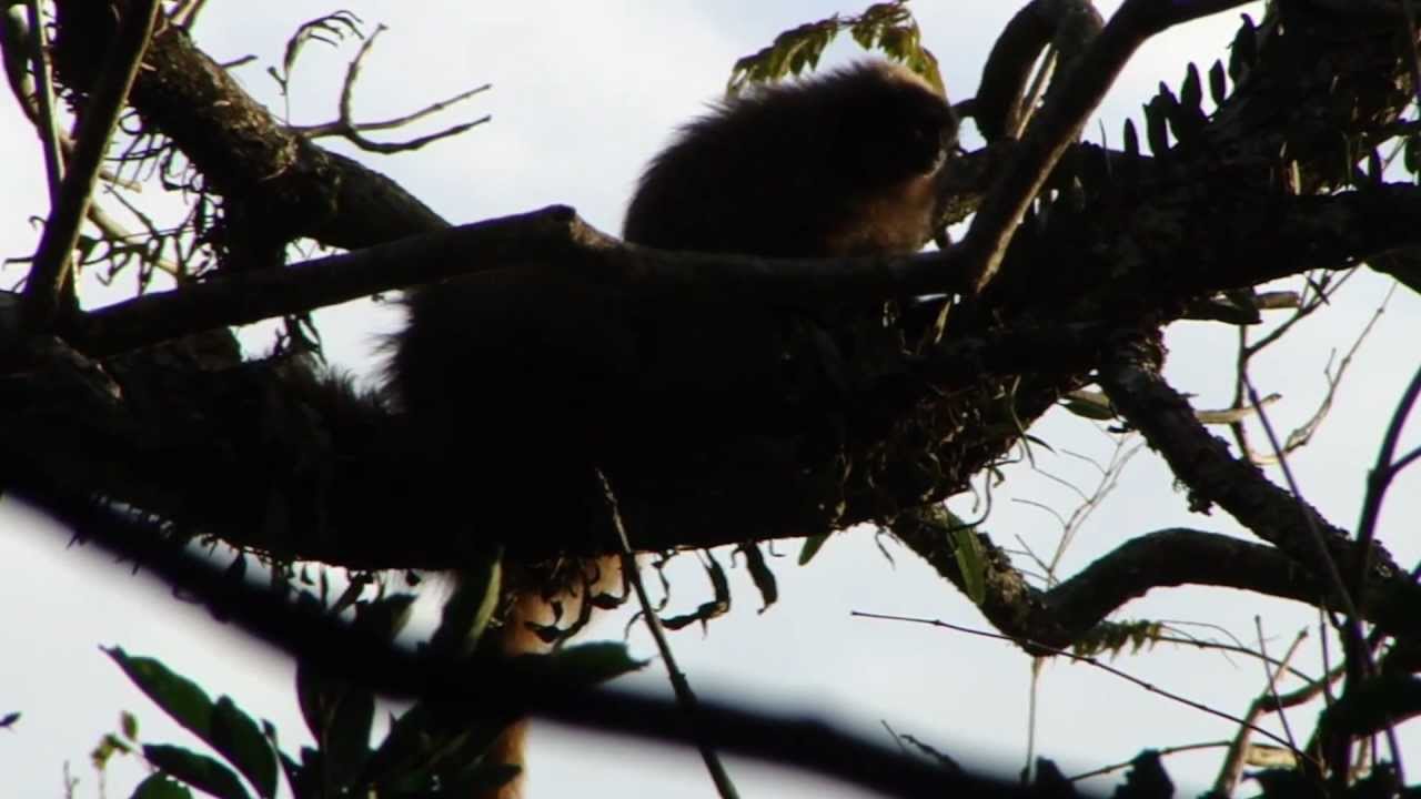 Macaco-Sauá (Callicebus personatus) - YouTube