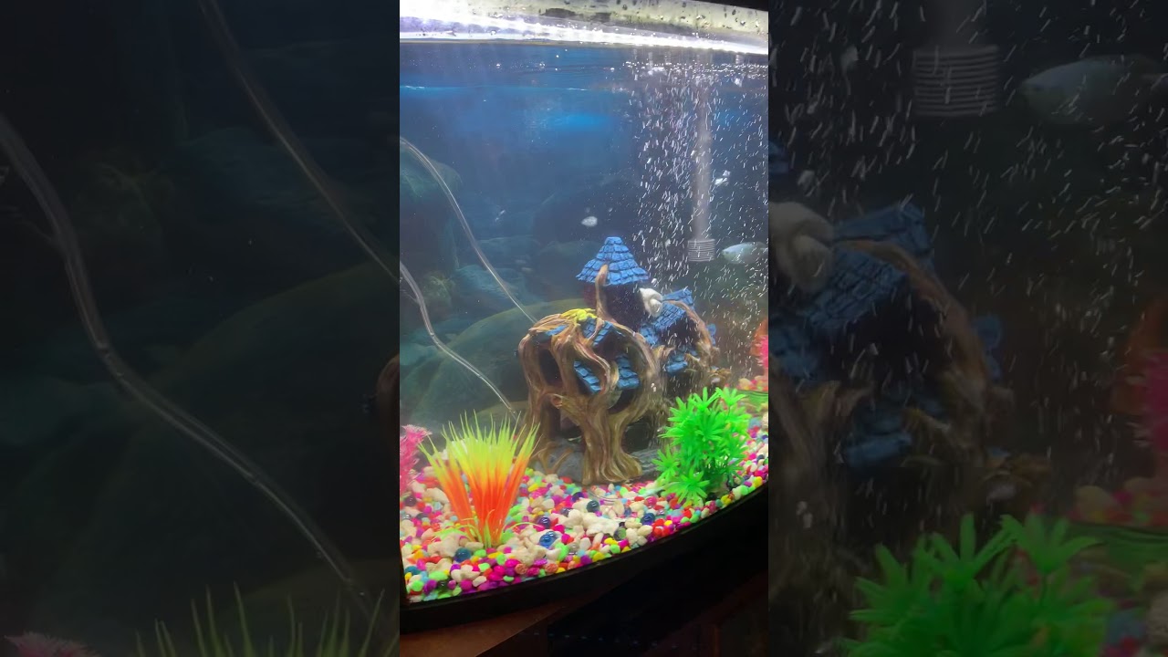 Que belleza de pesera - YouTube