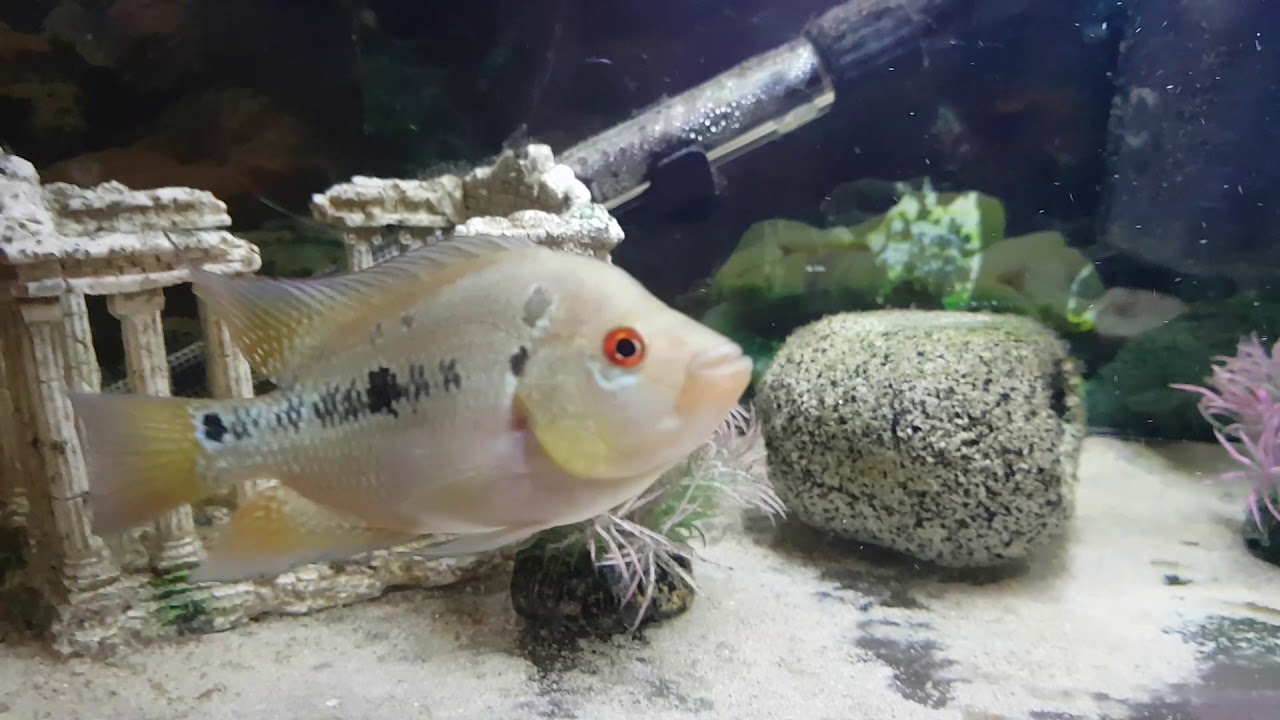 Trimac Cichlid