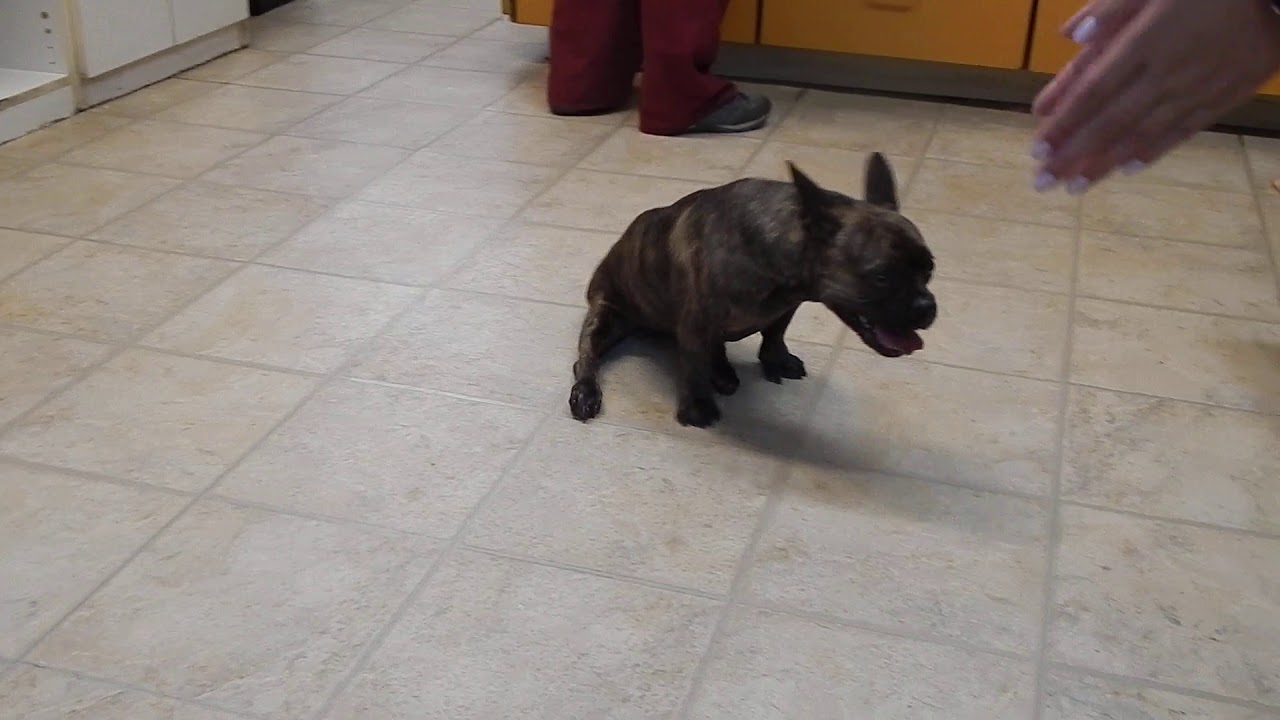 Dr. Kraemer Vet4Bulldog - French Bulldog IVDD Disc Spinal Back Disease ...