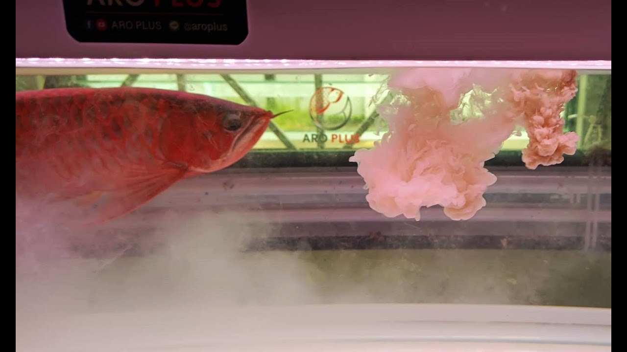 Dee Aro Plus - เปิดตัวผลิตภัณฑ์ใหม่ AURA PLUS "แร่ธาตุบำรุงเกล็ดปลาสวยงาม" เกล็ดสวยด้วยออร่าพลัส ...