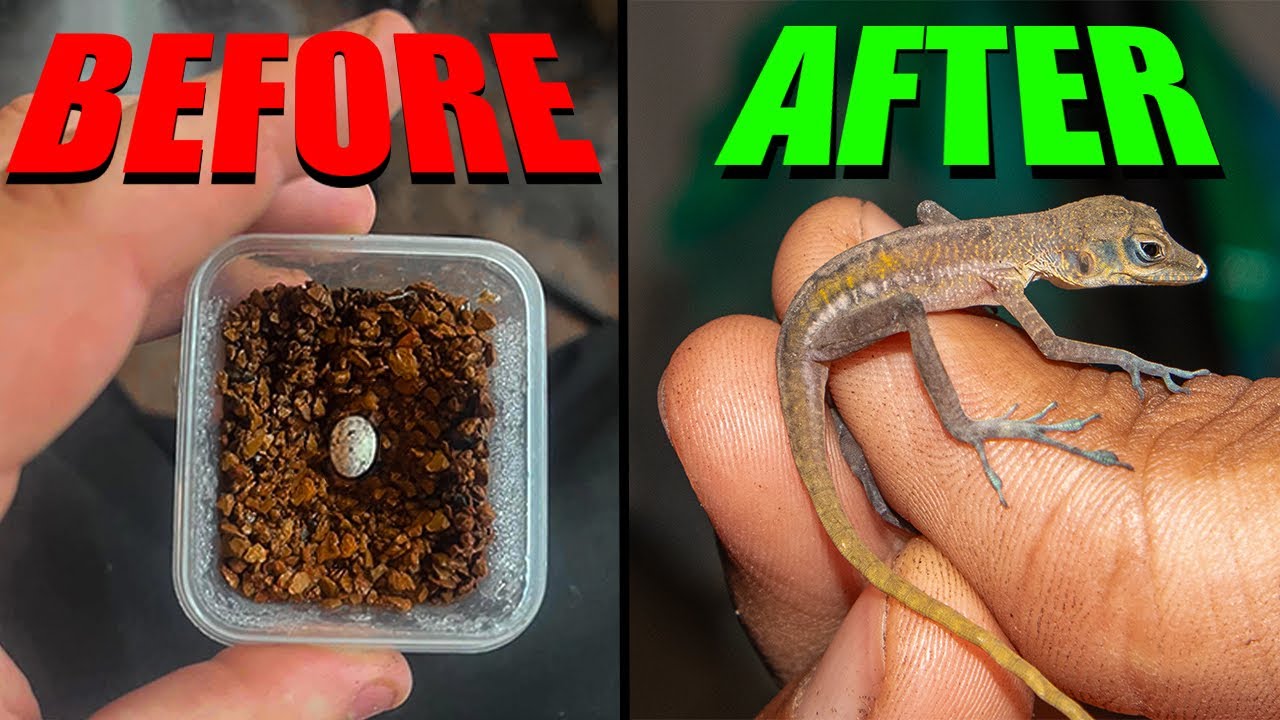 My Rarest ANOLES Hatching YET! - YouTube