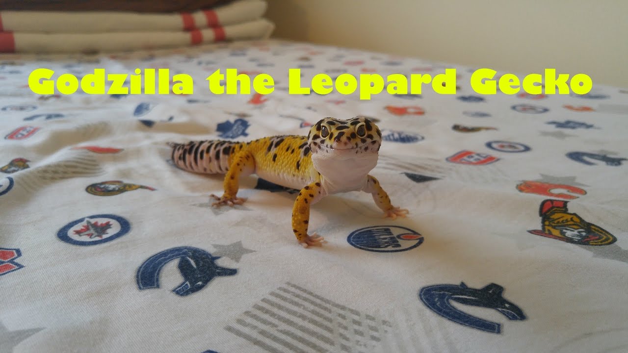 Meet Godzilla- My Leopard Gecko - YouTube