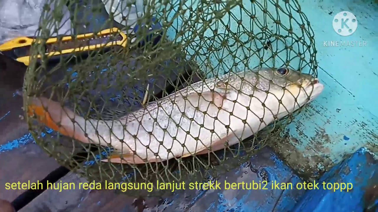 MANCING IKAN OTEK//AUTO SERU TAREKKK SESSS - YouTube