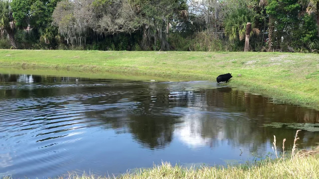 Alligator chases feral pig across the pond - YouTube