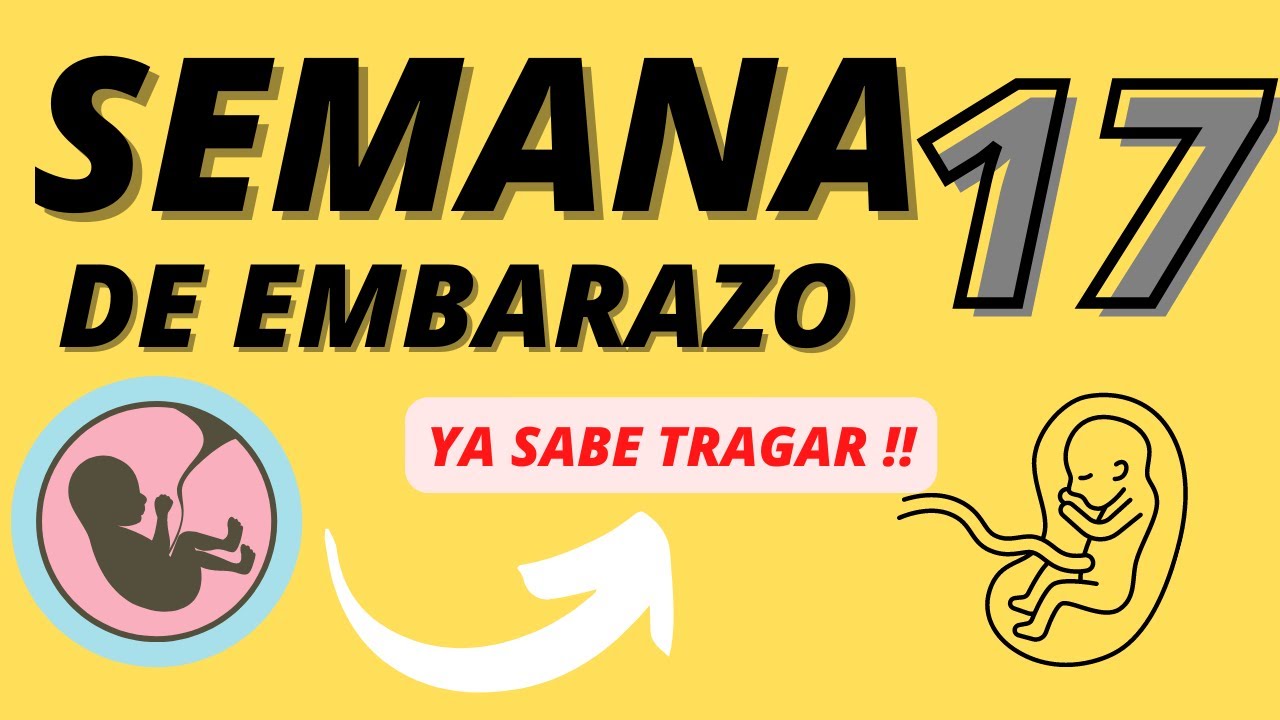 Semana 17 EMBARAZO (Cuarto mes) SEMANA a SEMANA - YouTube